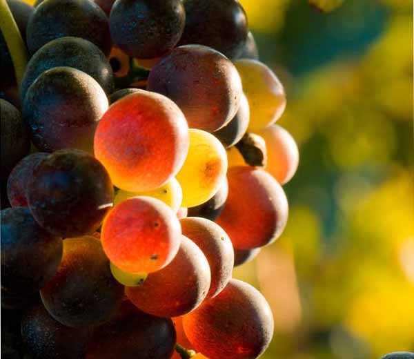 Le Maroc, nouveau paradis de la vigne ? - Fifty & Me MAGAZINE